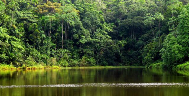 Kanneliya Forest Reserve an unforgettable experience | Ceylon Digest