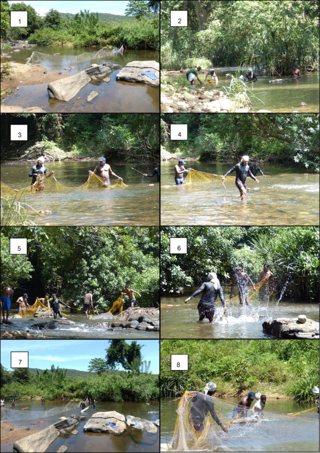 Protecting endemic species at Moragahakanda and Kaluganga reservoir ...