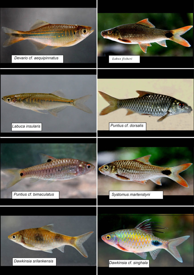 Protecting endemic species at Moragahakanda and Kaluganga reservoir ...