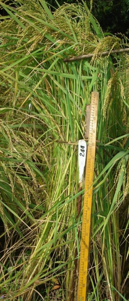 Traditional rice varieties of Sri Lanka - Ceylon Digest