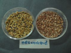 Traditional rice varieties of Sri Lanka - Ceylon Digest