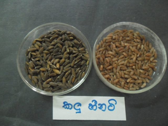 Traditional rice varieties of Sri Lanka - Ceylon Digest
