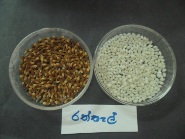 Traditional rice varieties of Sri Lanka - Ceylon Digest
