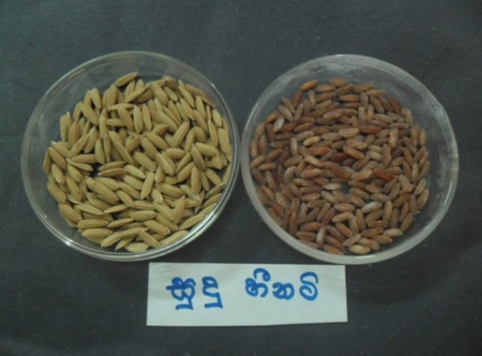 Traditional rice varieties of Sri Lanka - Ceylon Digest