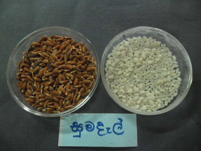 Traditional rice varieties of Sri Lanka - Ceylon Digest